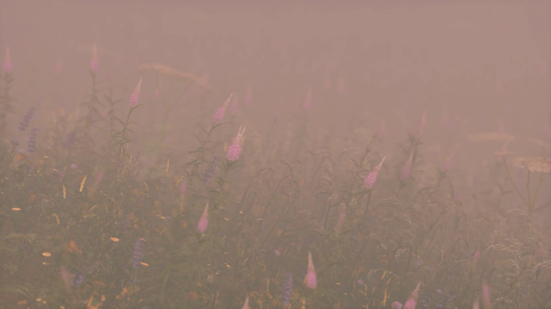 Wild Field Flowers In Deep Fog Stock Motion Graphics SBV-346465787 ...