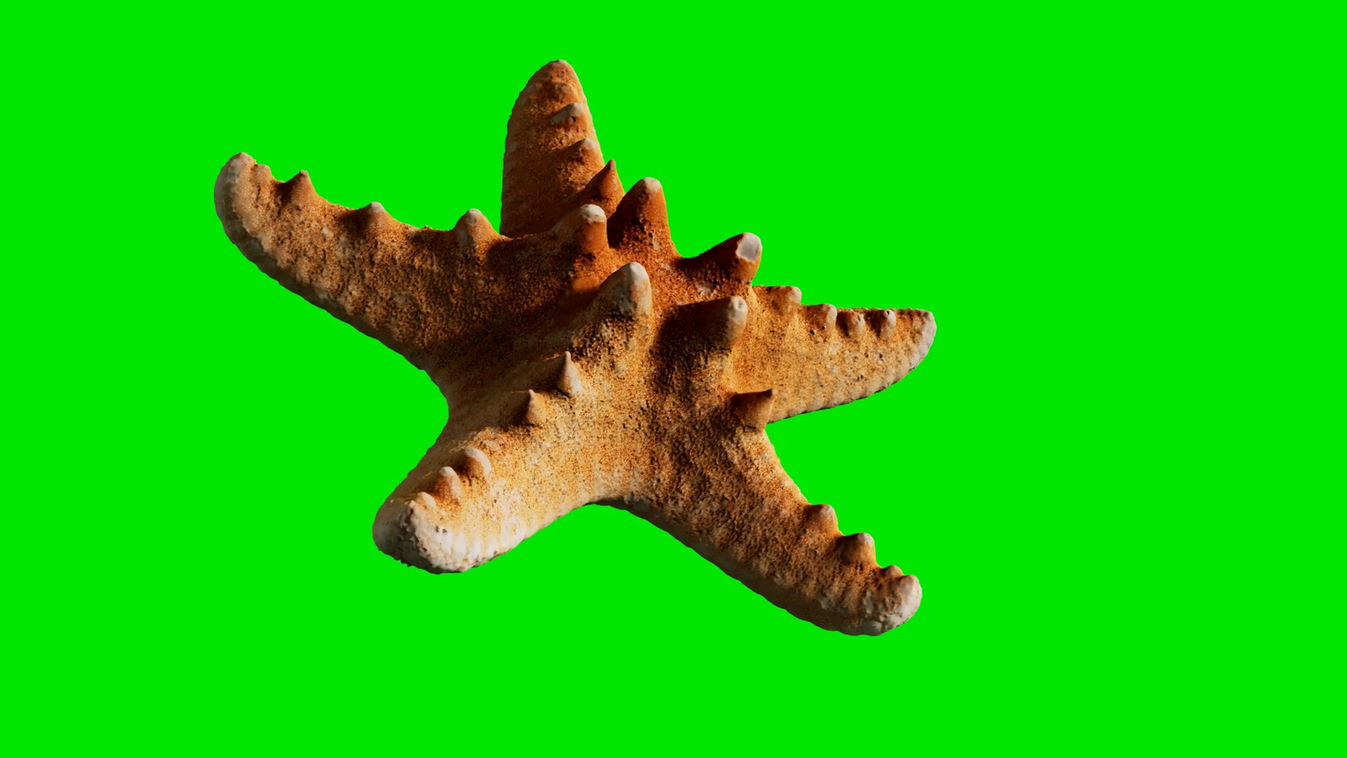 Yellow Sea Star On Green Chromakey Background Stock Motion Graphics SBV ...