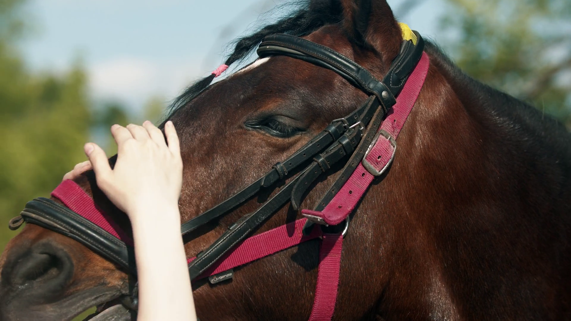 Equestrian Care Woman Gently Placing Bridle Stock Footage SBV-351852064 ...