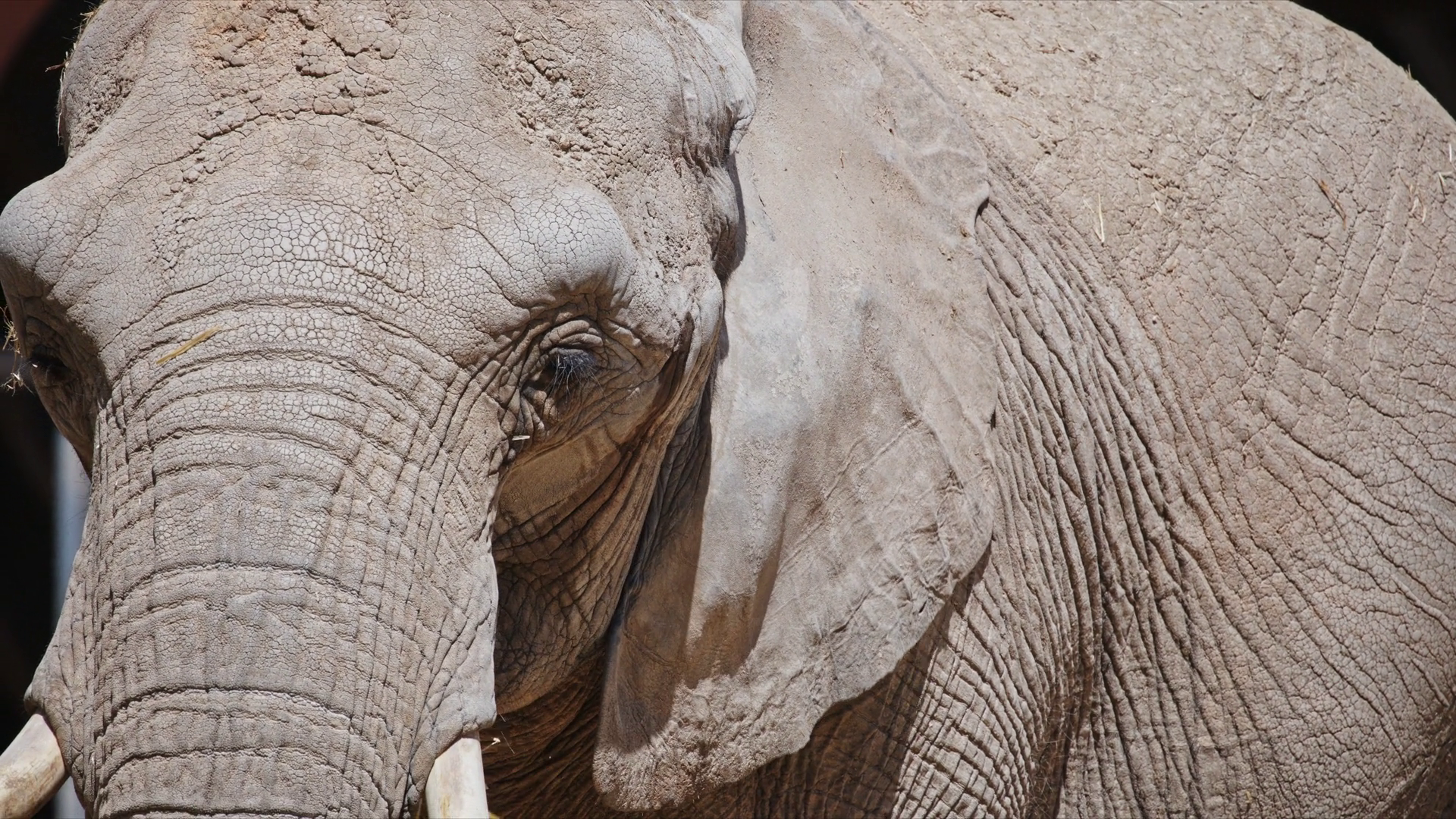 Majestic Elephant Contemplates In Captivity Stock Footage SBV-352081801 ...