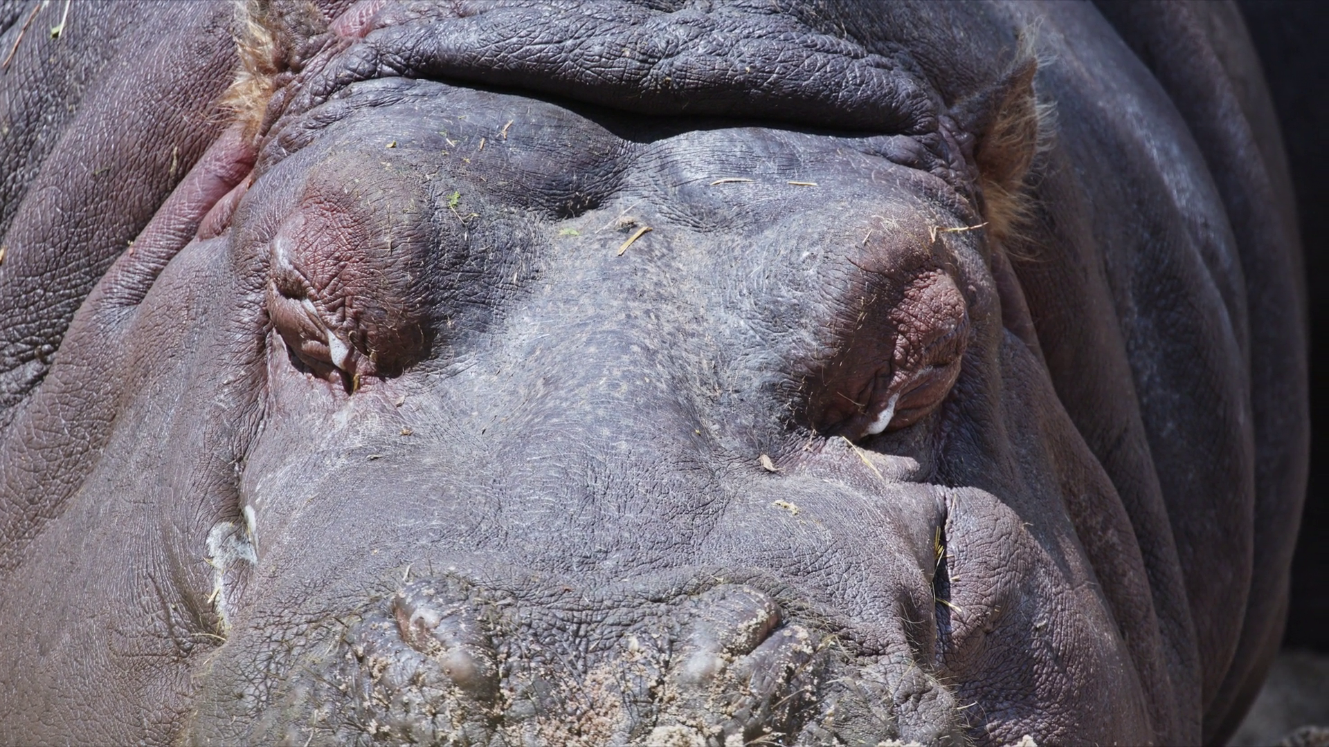 Hippopotamus Resting Head On Sand In Zoo Stock Footage SBV-352090793 ...