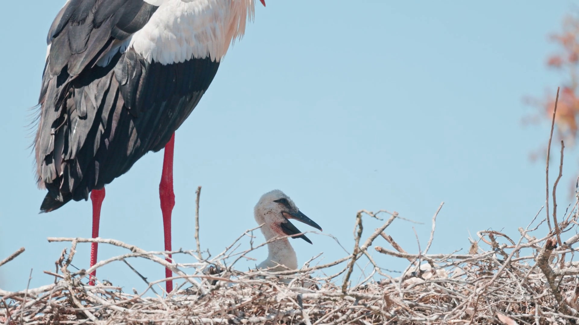 Adult White Stork Stands In Nest With Young Stock Footage SBV-352091500 ...