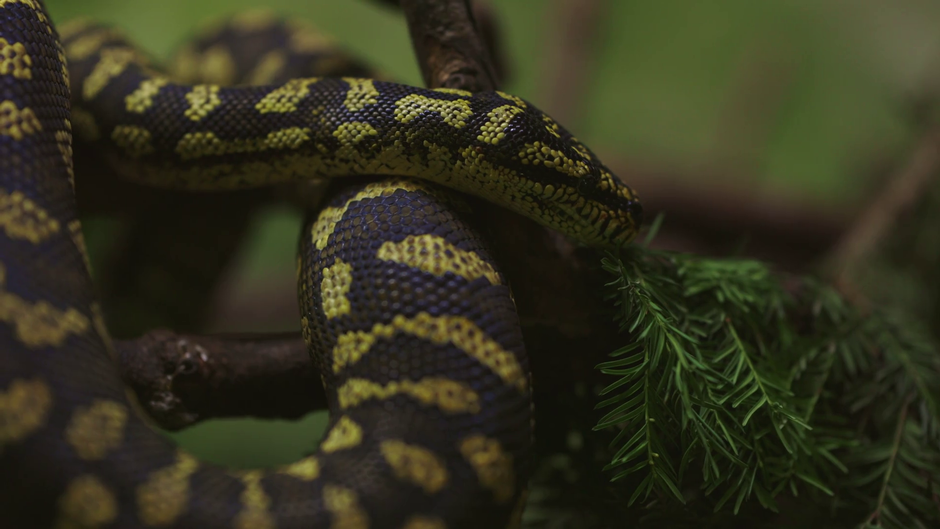 A Serpent's Gaze: Inquisitive Snake On Stock Footage SBV-348652457 ...