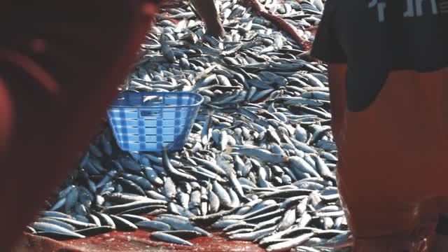 Fish Sorting Stock Footage: Royalty-Free Video Clips - Storyblocks