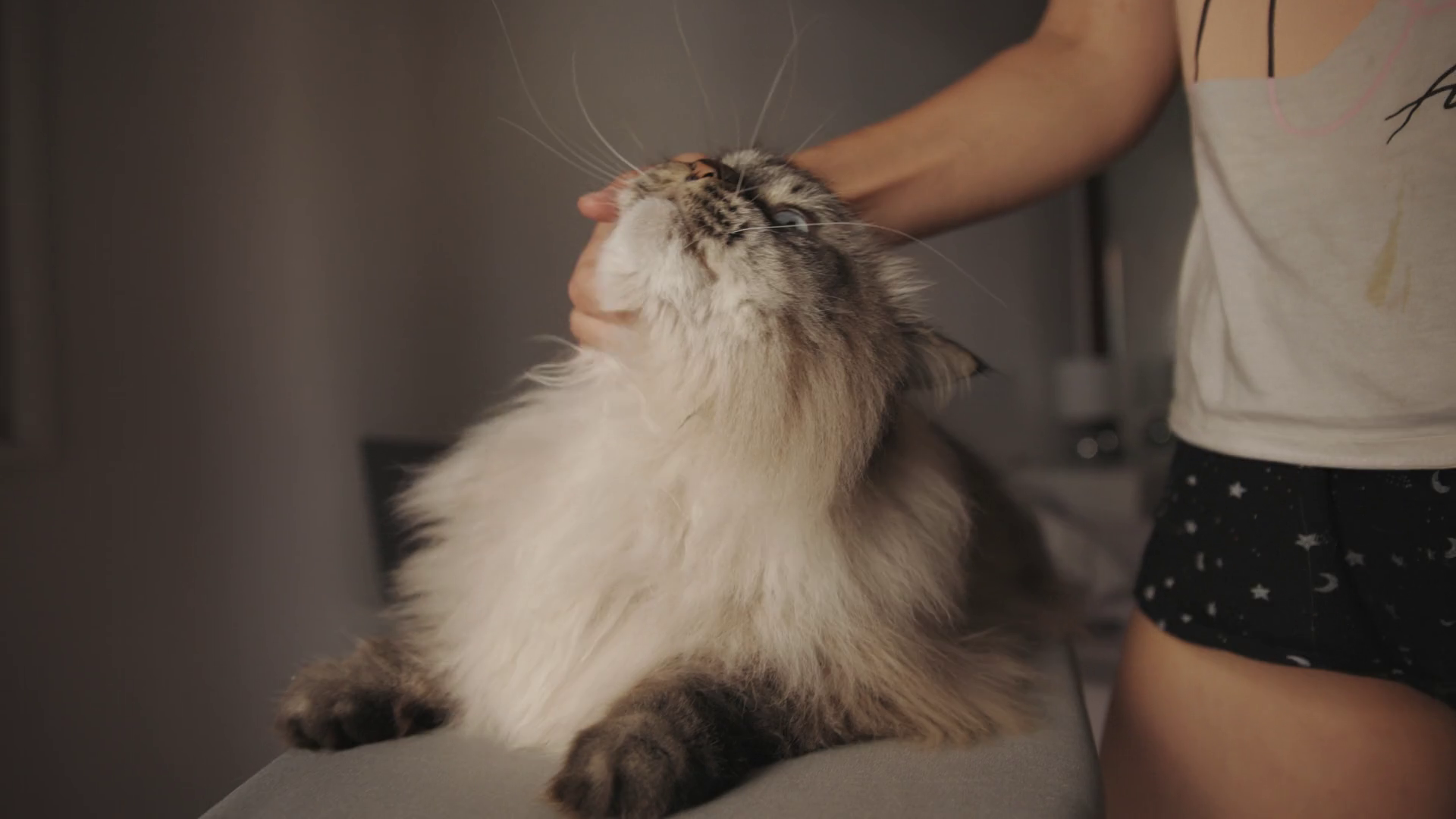 Petting Fluffy Cute Big Cat Stock Footage SBV-348287563 - Storyblocks