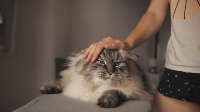 Cat Salon Stock Footage: Royalty-Free Video Clips - Storyblocks