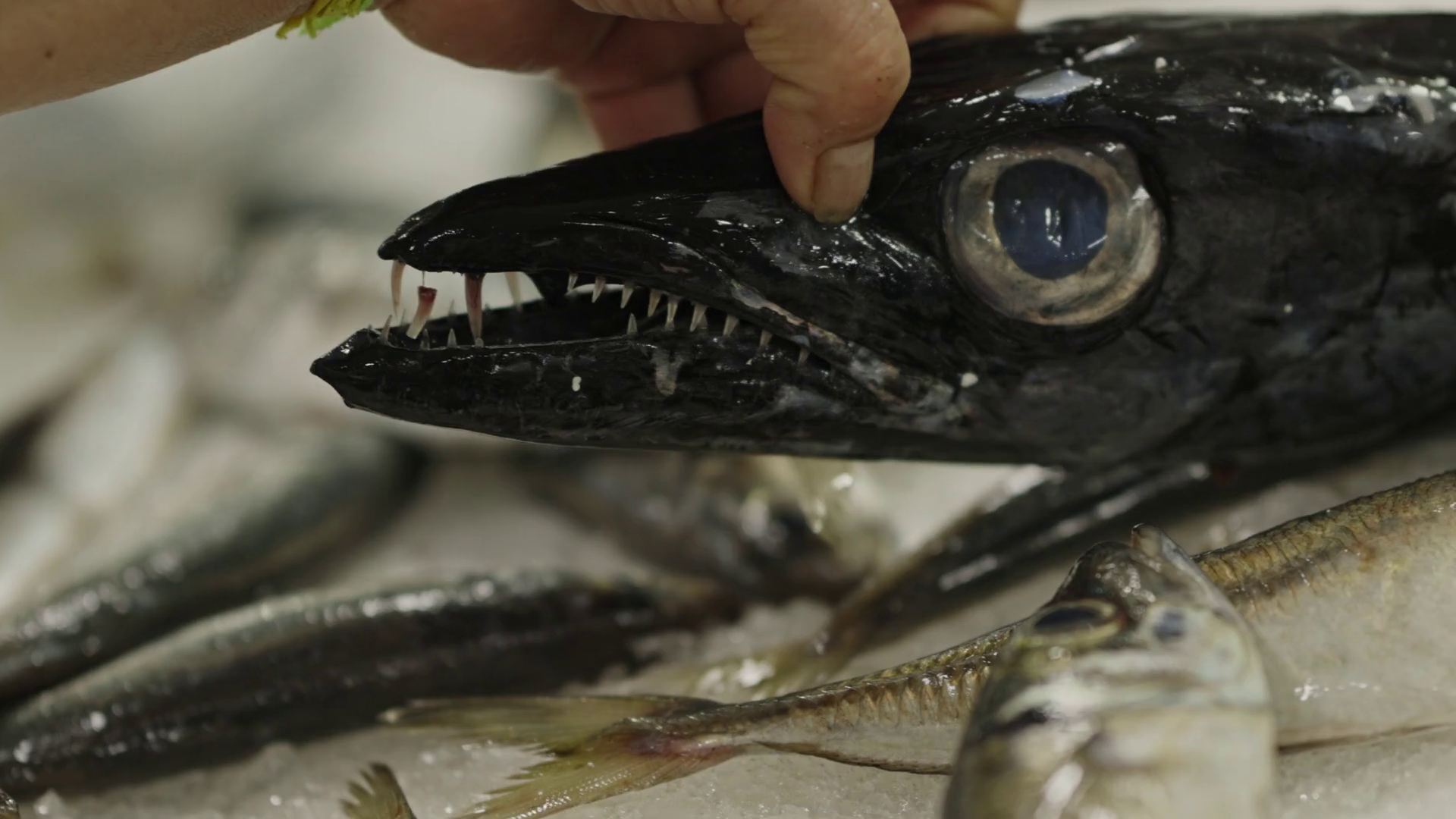 Black Scabbard Fish - Portuguese Black Fish Stock Footage SBV-348412577 ...