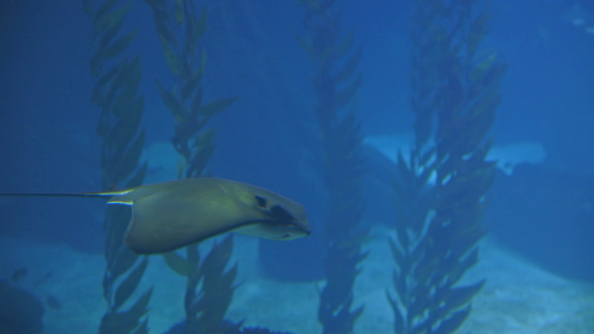 A Stingray Floating In Huge Blue Aquarium Stock Footage SBV-347436395 ...