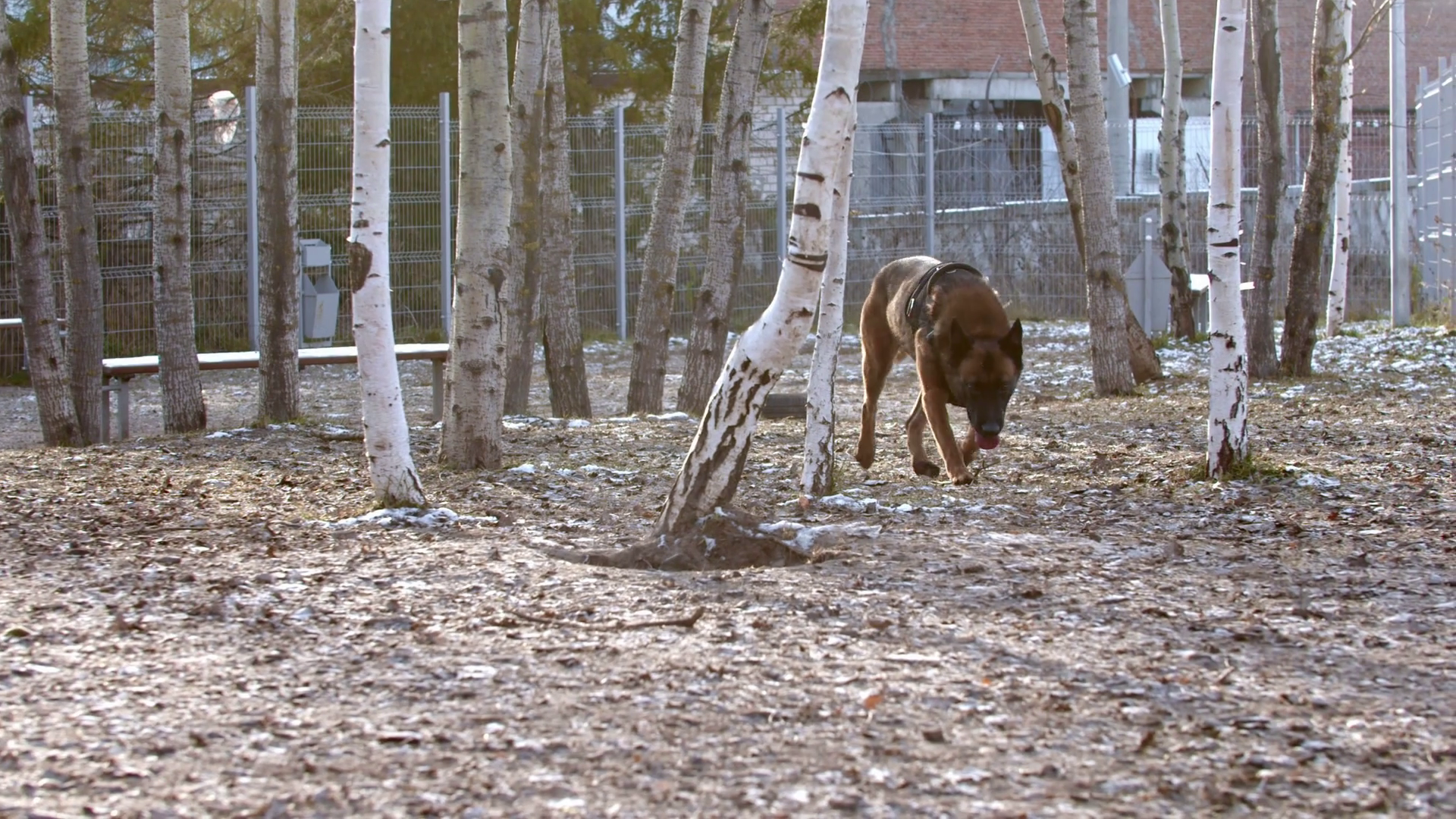 An Army Dog Sniffing Searching Something Stock Footage SBV-337987795 ...