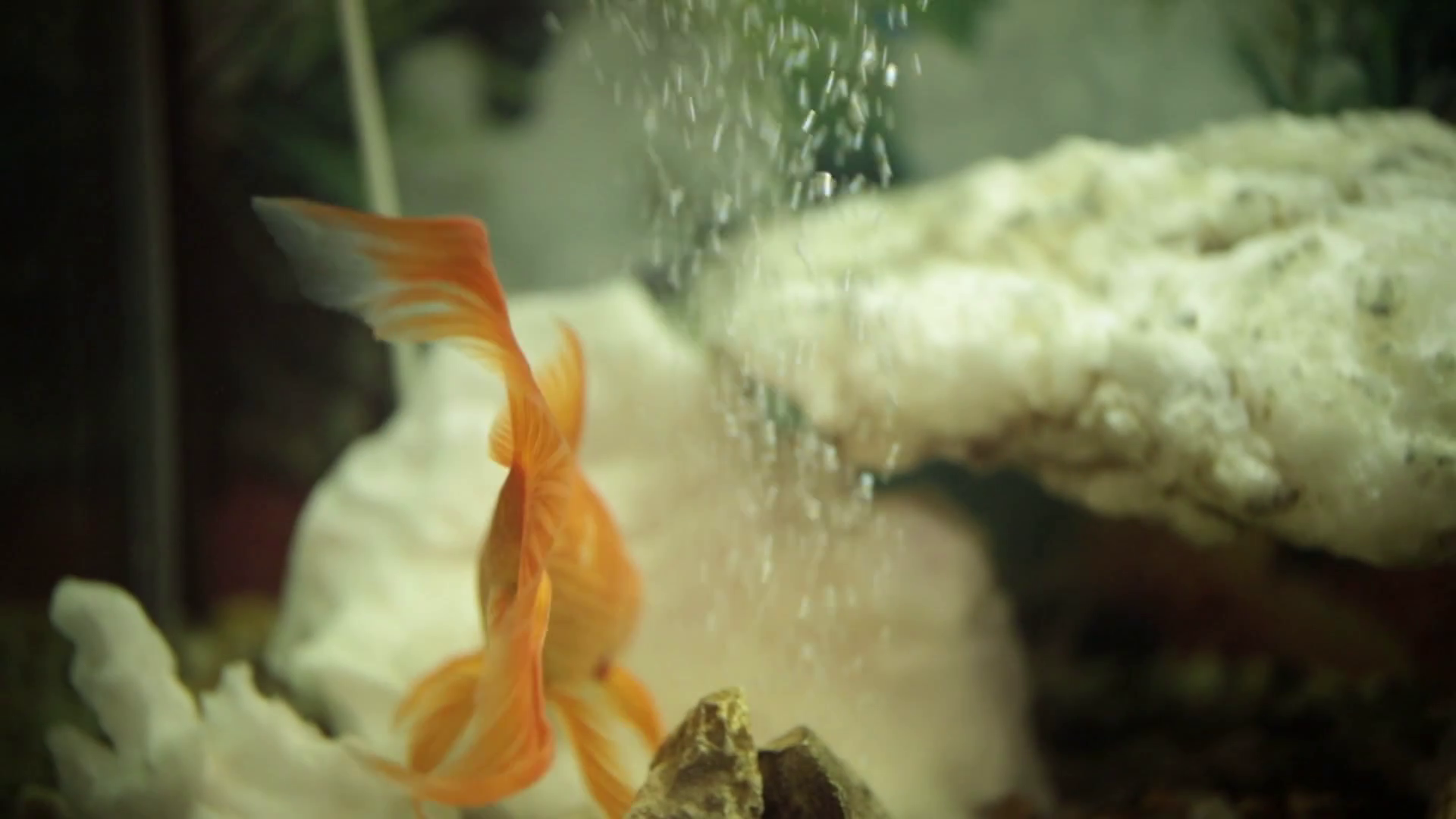 Beautiful Golden Fish Swimming In Stock Footage SBV-331768846 - Storyblocks