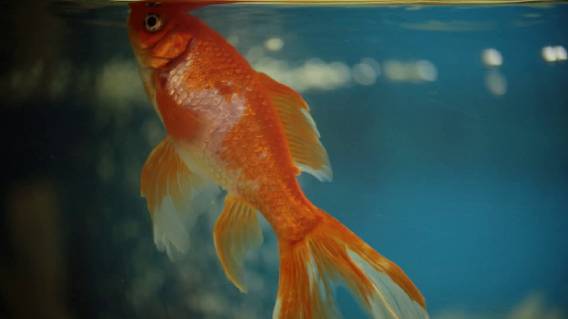 Gorgeous Fish Gracefully Swimming In Clear Stock Footage SBV-331768797 ...