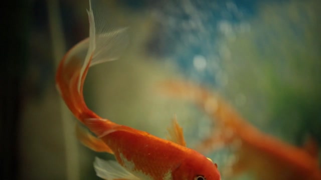 Transparent Fish Swimming Stock Footage: Royalty-Free Video Clips ...
