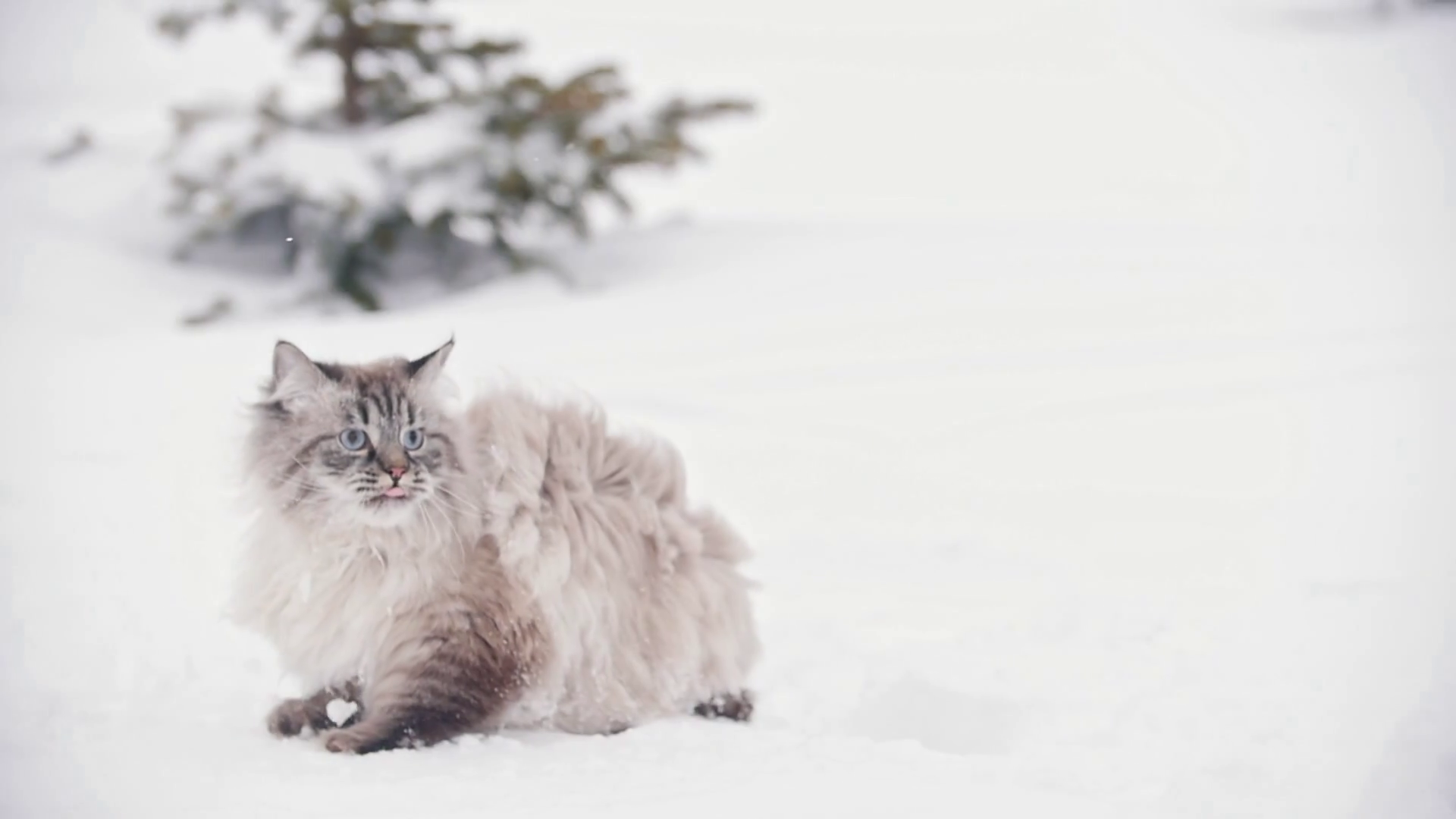 Big Furry Cat Walking Sneaking In Snow Near Stock Footage SBV-321001404 ...