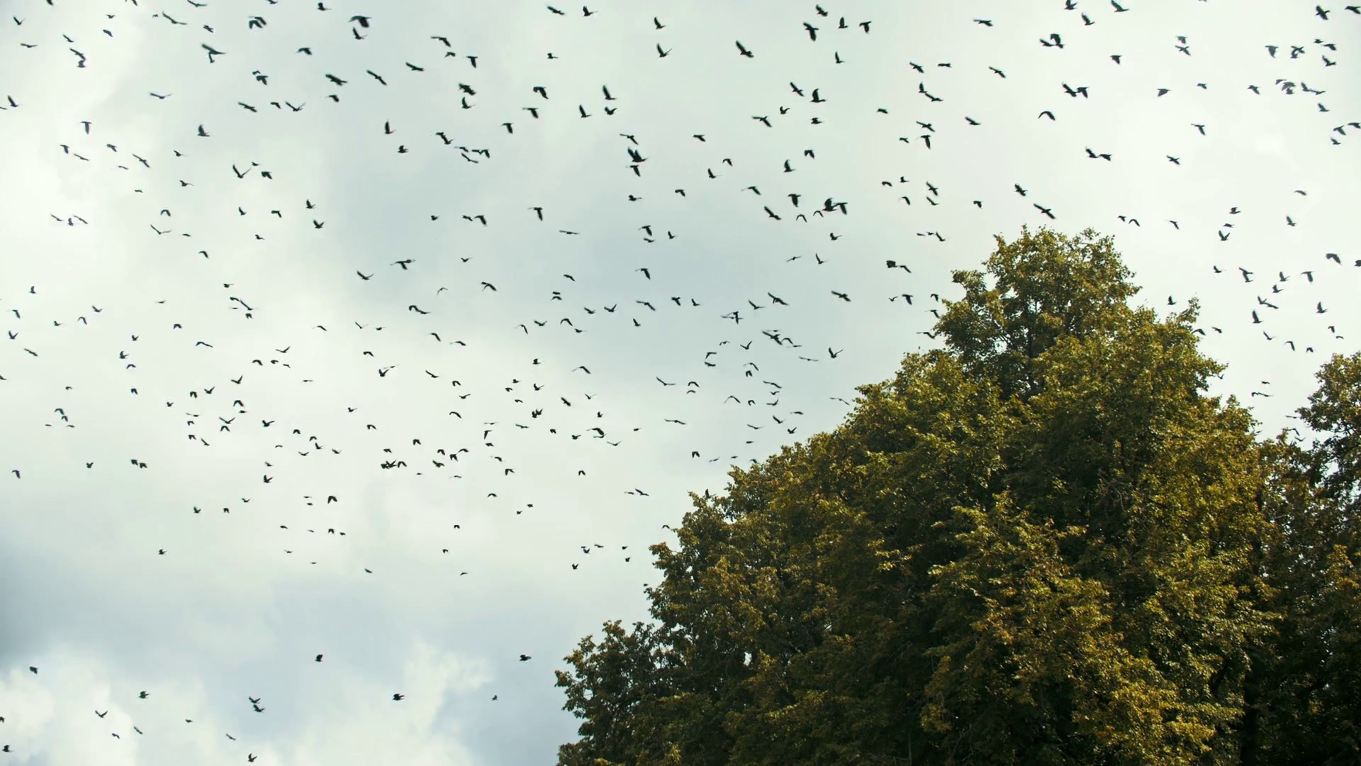 Birds Flying In Sky Above Village Stock Footage SBV-336799740 - Storyblocks