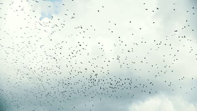 Swarm Of Birds Stock Footage: Royalty-Free Video Clips - Storyblocks