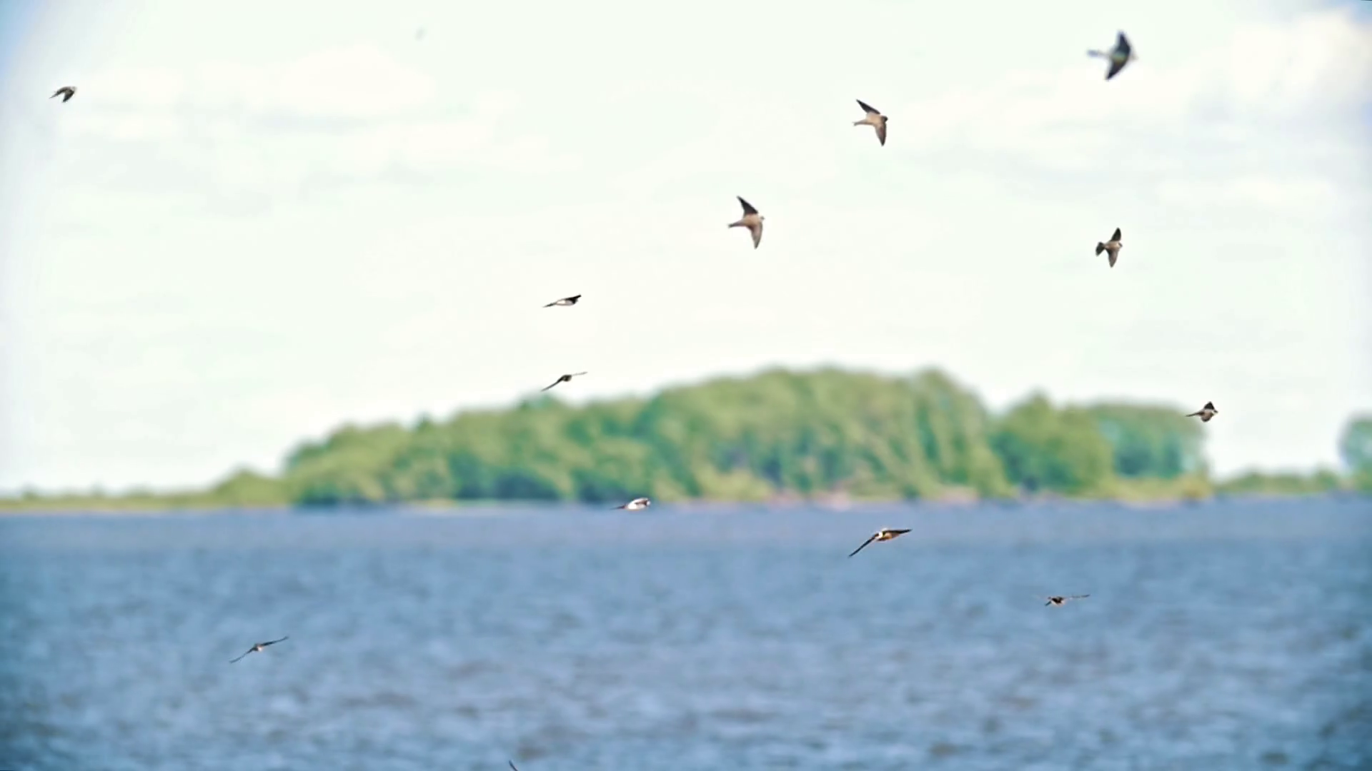 Flock Of Swallows Flying Over River In Stock Footage SBV-323949919 ...
