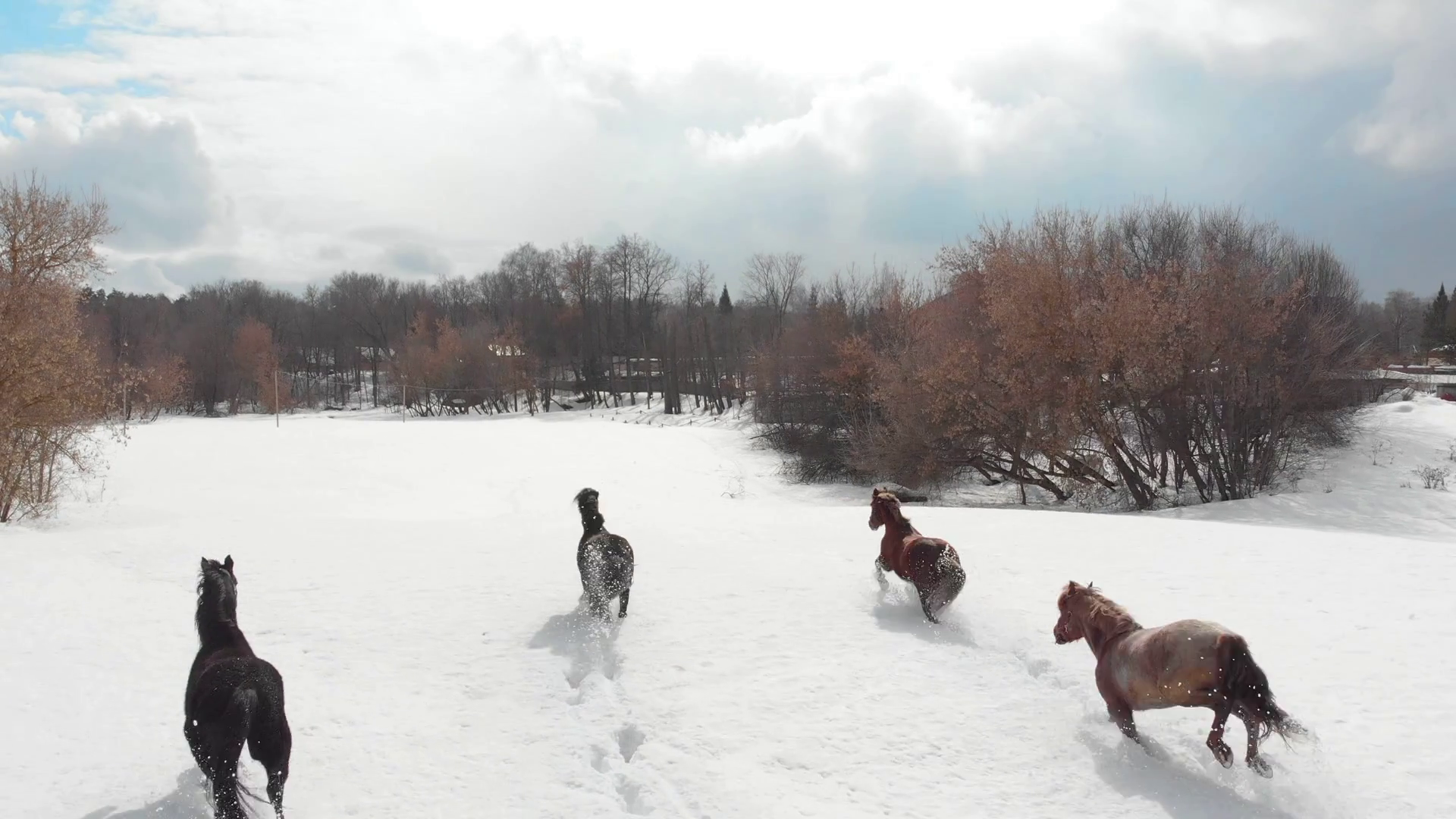 Four horses running on a snowy ground. Aerial view Stock Video Footage ...