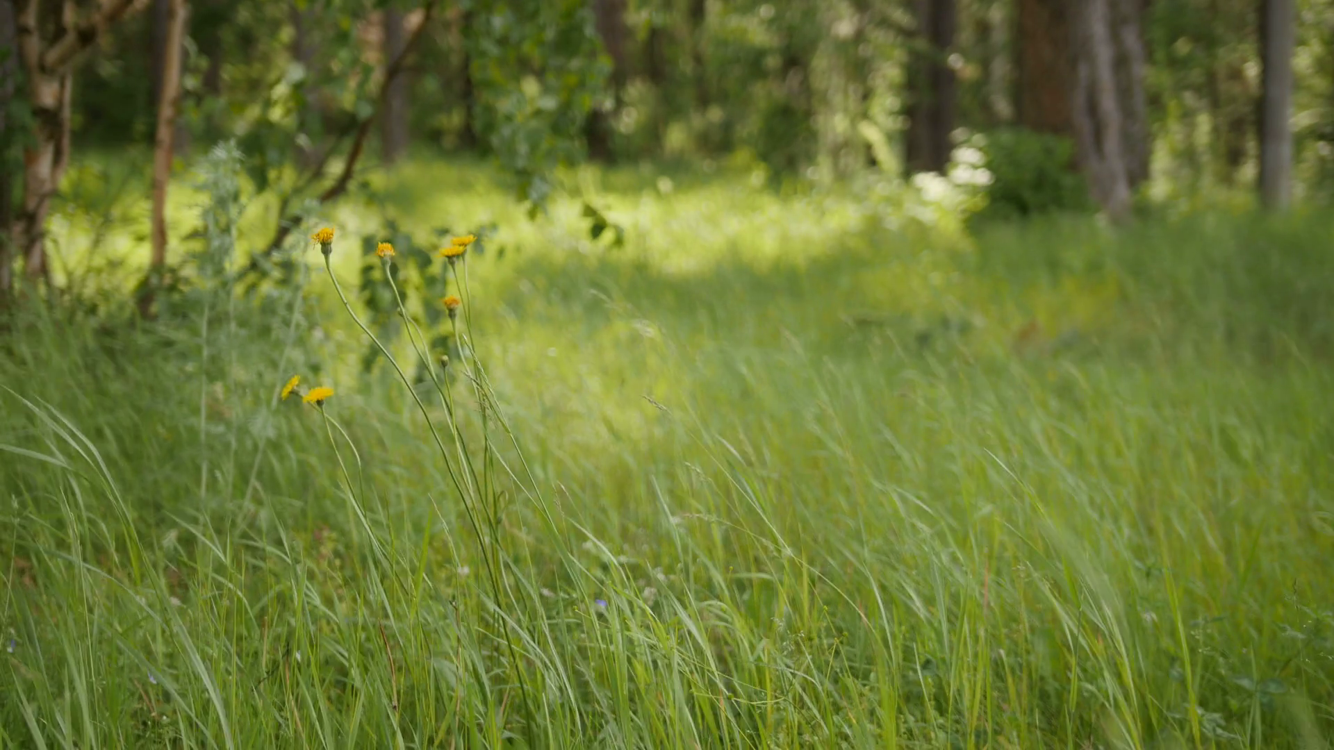 Green Grass In Forest - Summer Coniferous Stock Footage SBV-316588979 ...