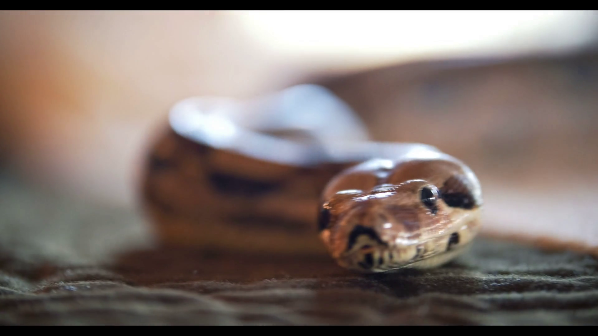 Python Crawls On Bed In Studio Stock Footage SBV-323241342 - Storyblocks