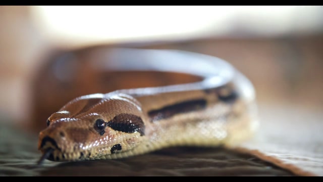 Stage | Animals stock footage - Storyblocks