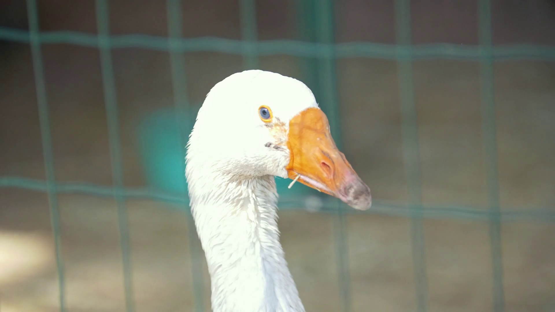 The white goose got dirty in the mud at the farm Stock Video Footage 00 ...