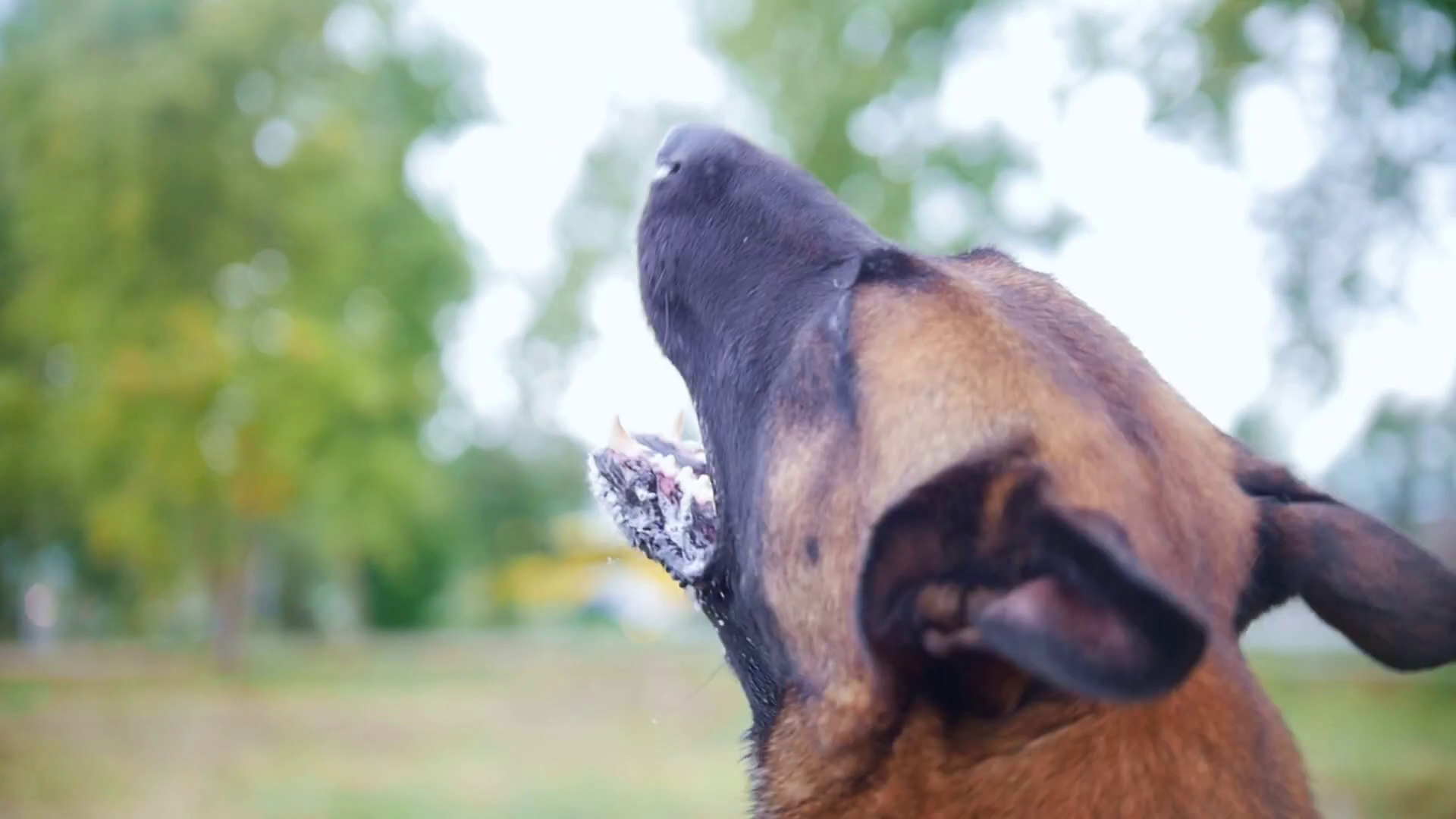 Trained Sheepdog Barking Back Angle Close Up Stock Footage SBV ...