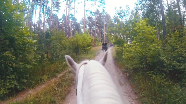 Horse Running Loop Stock Footage: Royalty-Free Video Clips - Storyblocks