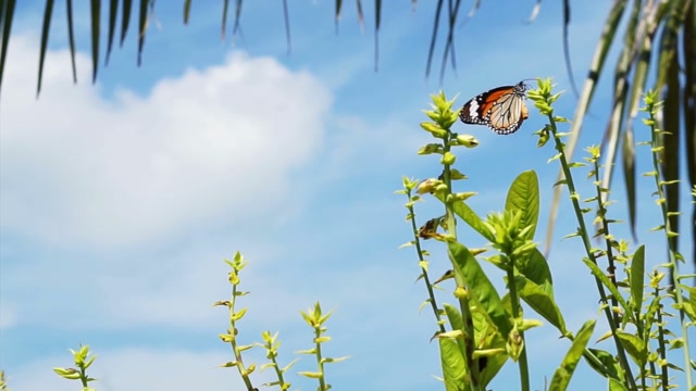 Eater Flying Stock Footage: Royalty-Free Video Clips - Storyblocks