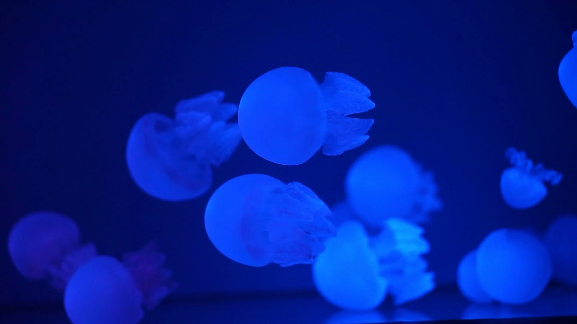 Jelly Blubber (catostylus Mosaicus) Blue Stock Footage SBV-309758018 ...