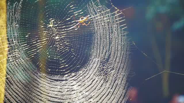 Spider Webs Stock Footage: Royalty-Free Video Clips - Storyblocks
