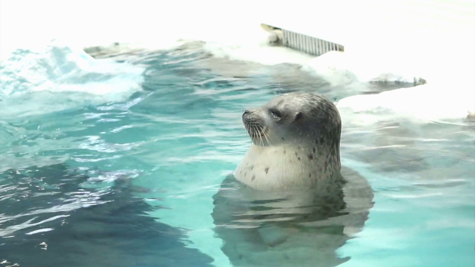 Seal Floating In Water Ice At Aquarium Stock Footage SBV-305011654 ...