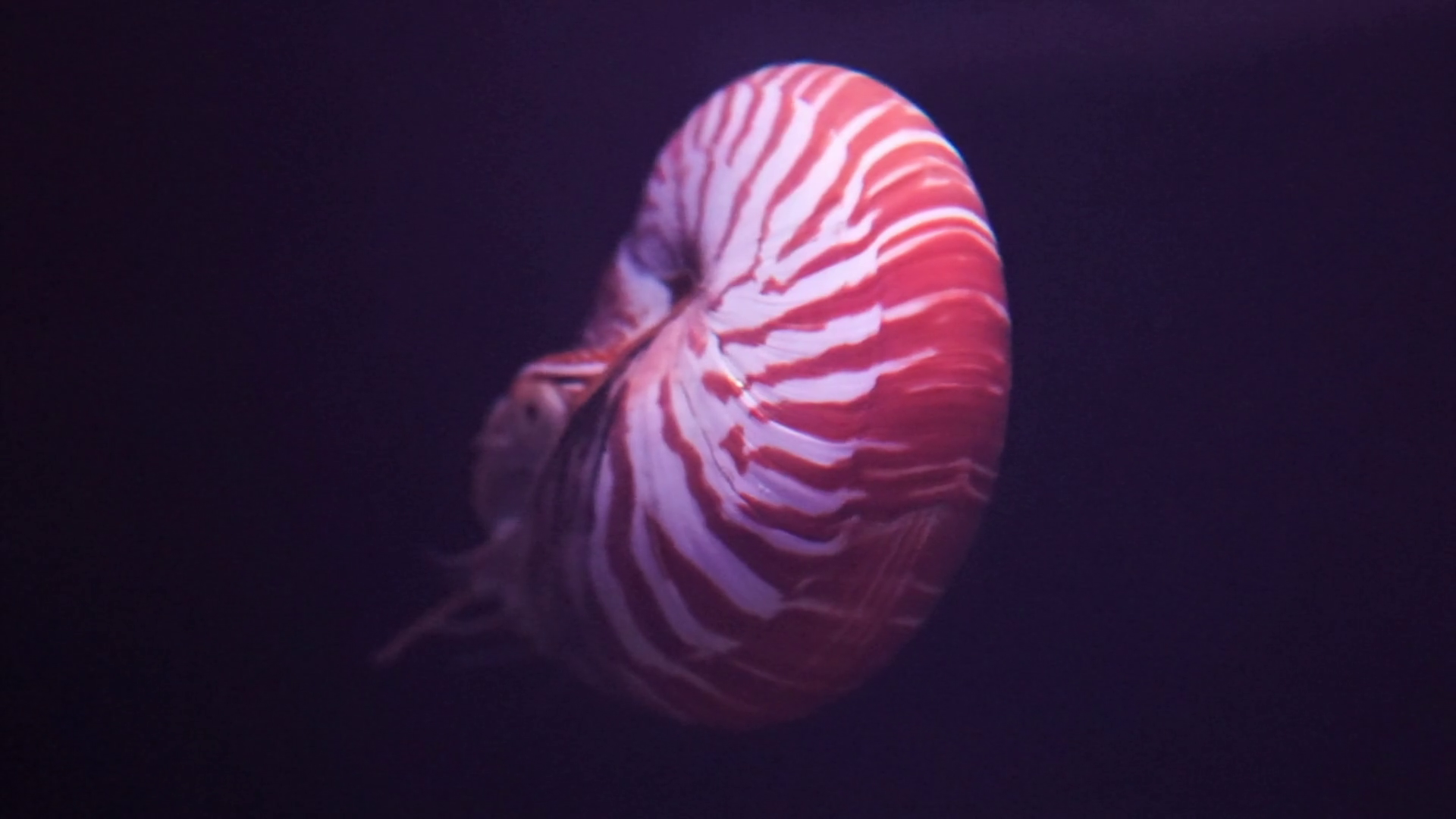 Alive Marine Animal Chambered Nautilus Stock Footage SBV-346553287 ...