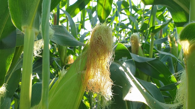 Maize Farming Stock Footage: Royalty-Free Video Clips - Storyblocks