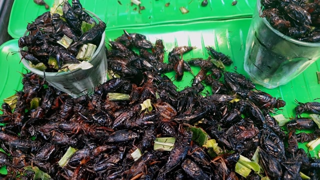 Eating Insects Stock Footage: Royalty-Free Video Clips - Storyblocks