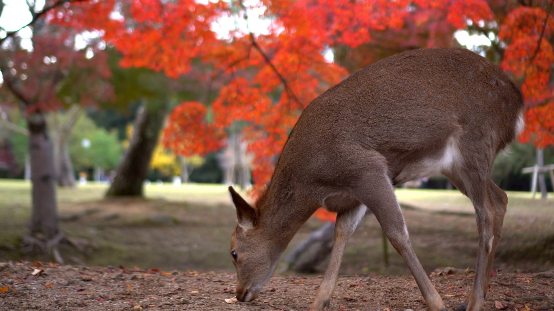Deer In Aurumn Leaves Nara Park Japan Public Stock Footage SBV ...