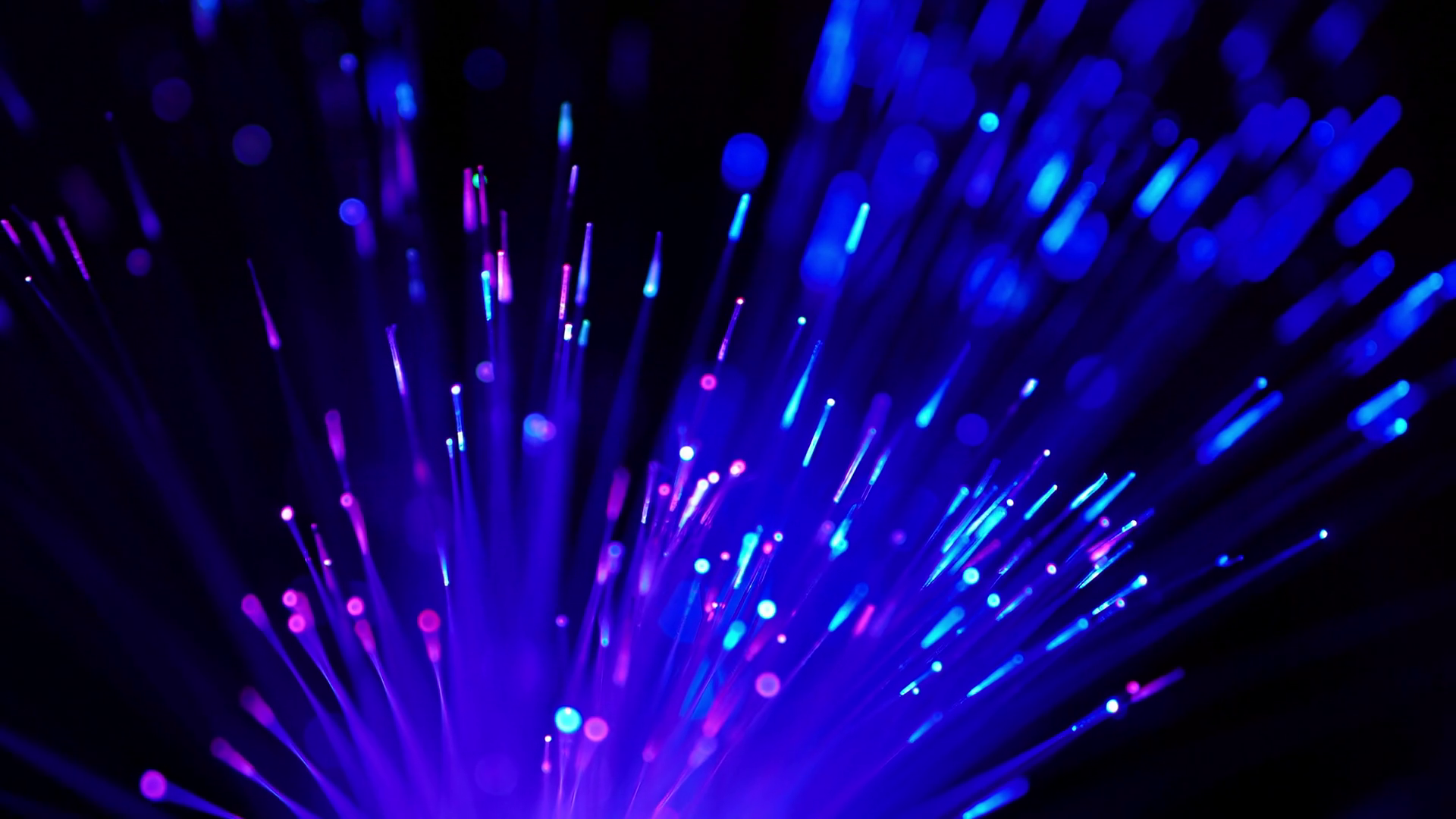 Glowing Blue Purple Illuminate Fiber Optic Stock Footage SBV-317423283 ...