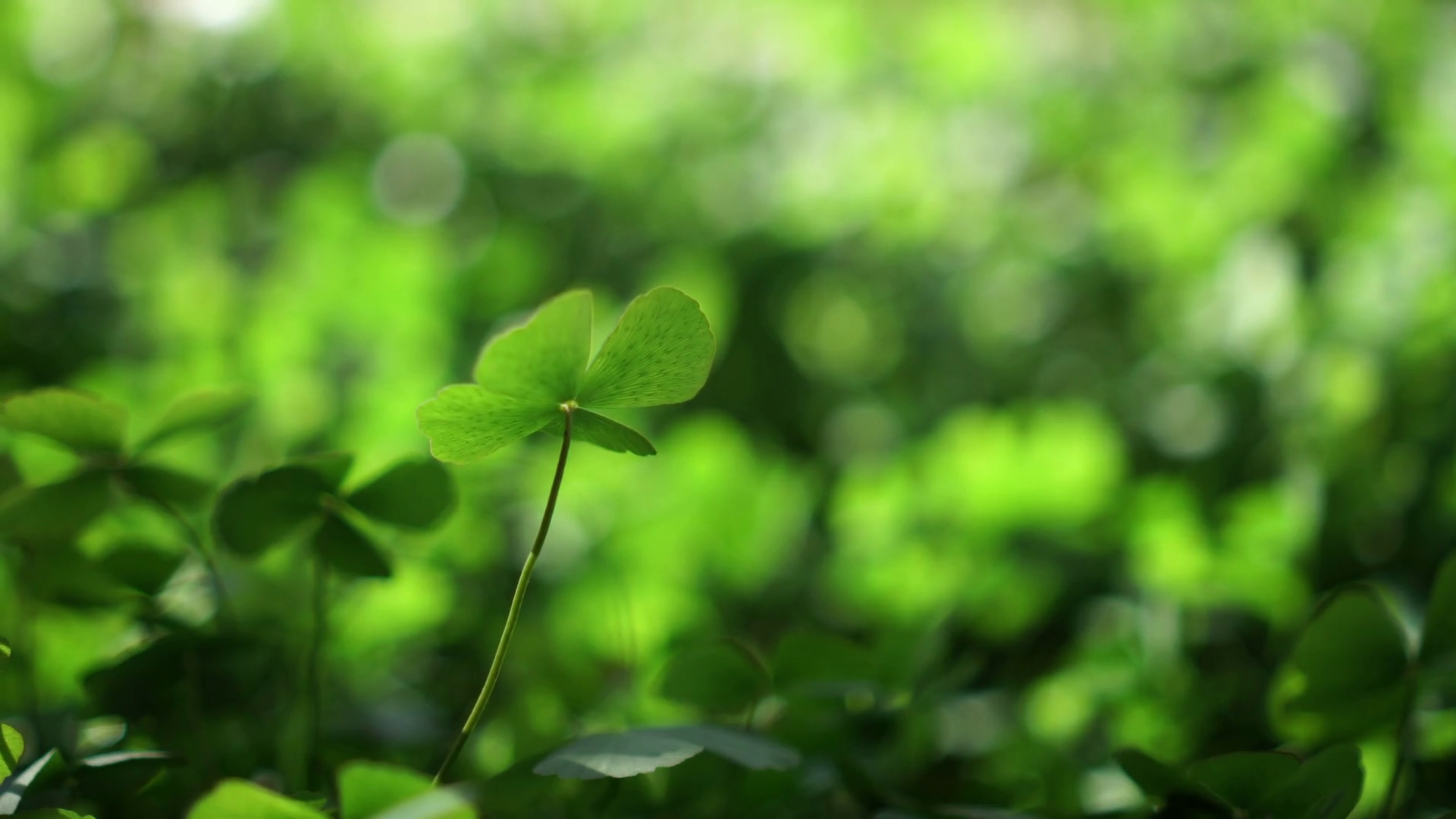 Green Clover Field Green Lucky Background Stock Footage SBV-321570645 ...