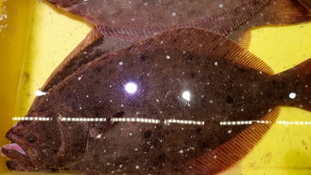 Rectus Femoris Stock Footage: Royalty-Free Video Clips - Storyblocks