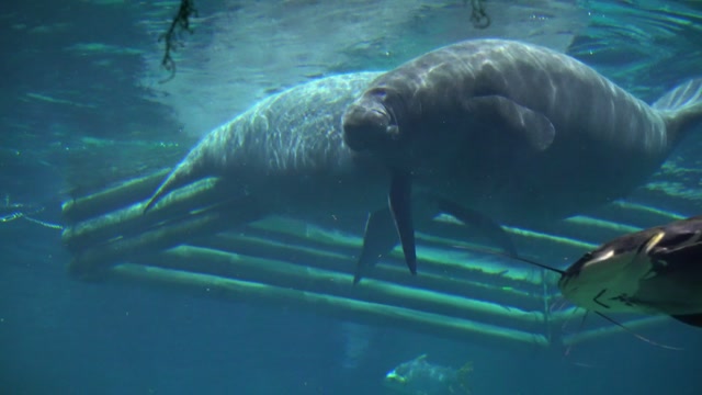 West Indian Manatee Stock Footage: Royalty-Free Video Clips - Storyblocks