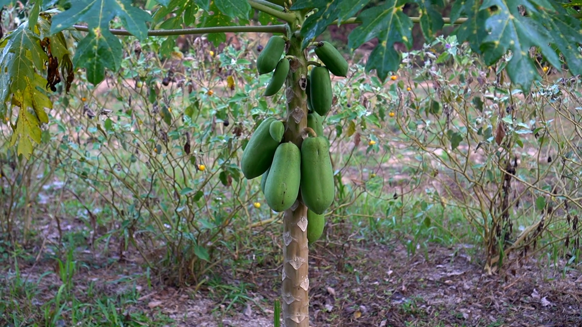 Papaya Tree Growing In Vegetable Farm With Stock Footage SBV-348376945 ...