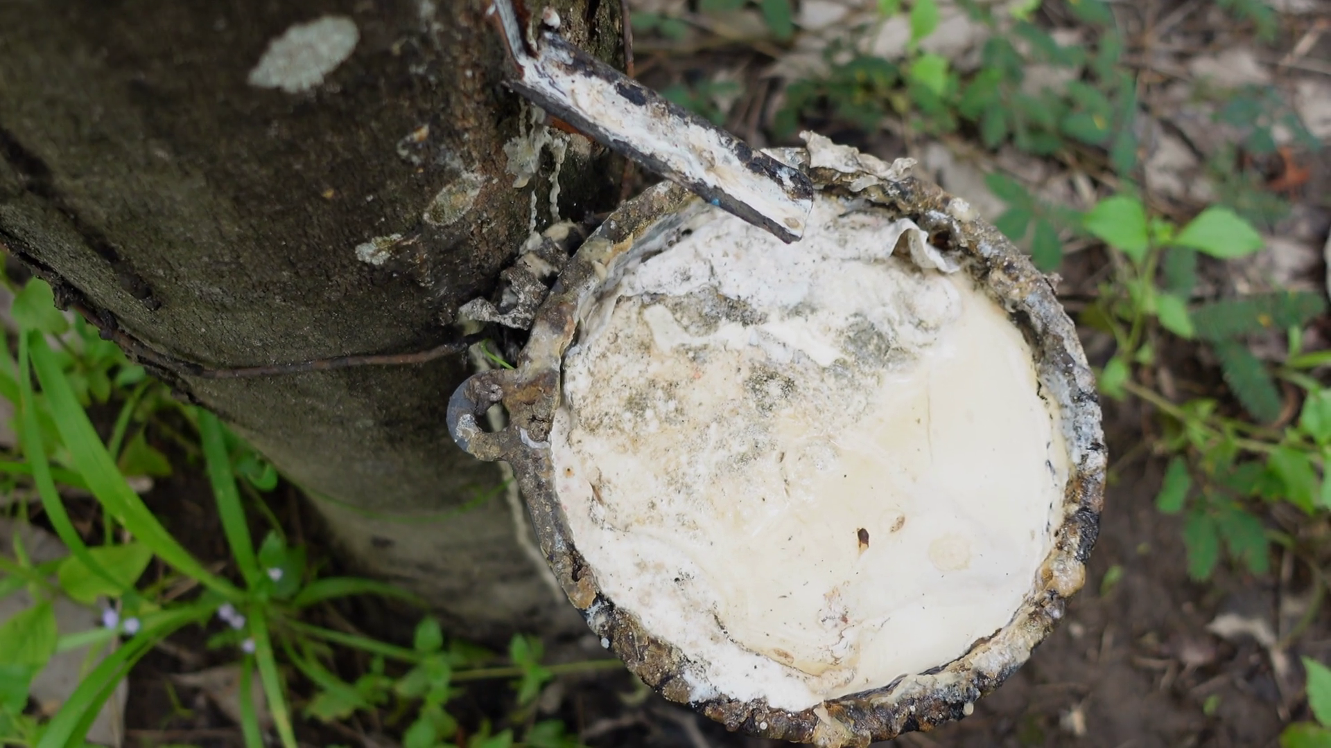 Rubber Tree Tapping Agriculture Forest Stock Footage SBV-351653802 ...