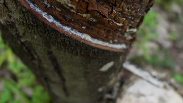 Latex Tree Stock Footage: Royalty-Free Video Clips - Storyblocks