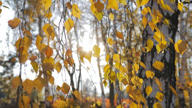 Falling Leaves Tree Stock Footage: Royalty-Free Video Clips - Storyblocks