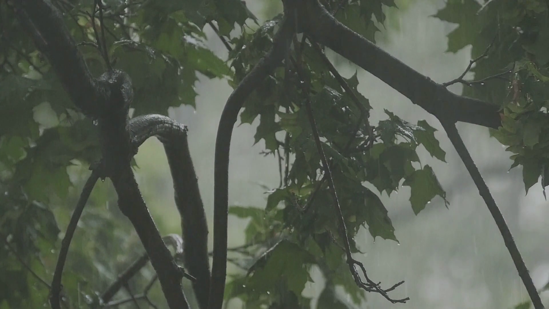 A Strong Wind Shakes Branches Of Trees Heavy Stock Footage SBV ...