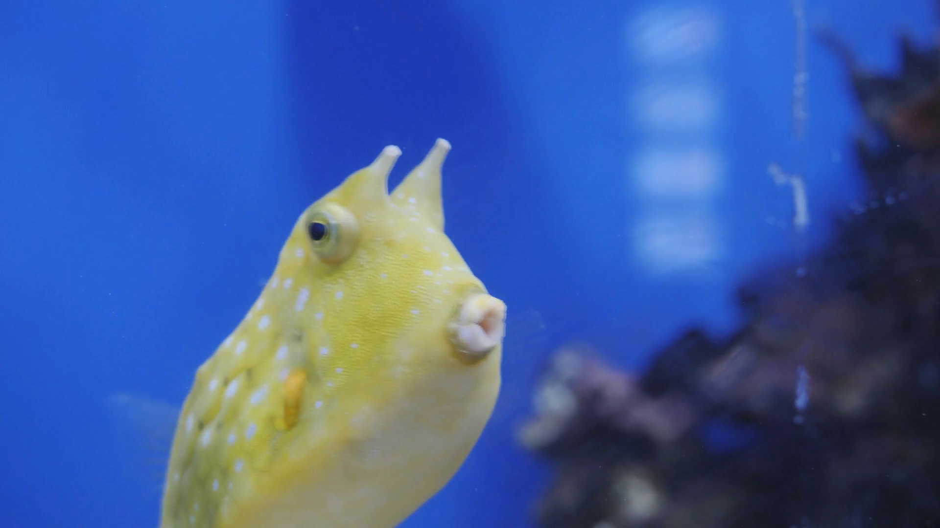 Close Up Shot Of Yellow Funny Fish Near Stock Footage SBV-337800895 ...