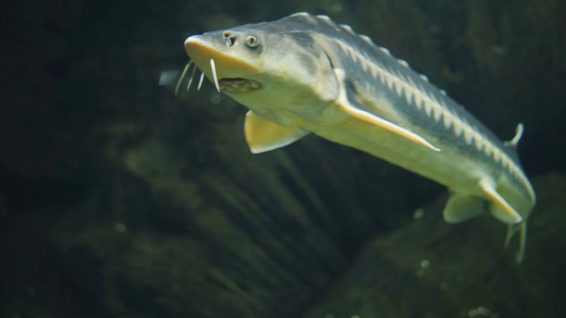 Large Fish Swim In Aquarium Stock Footage SBV-337800828 - Storyblocks