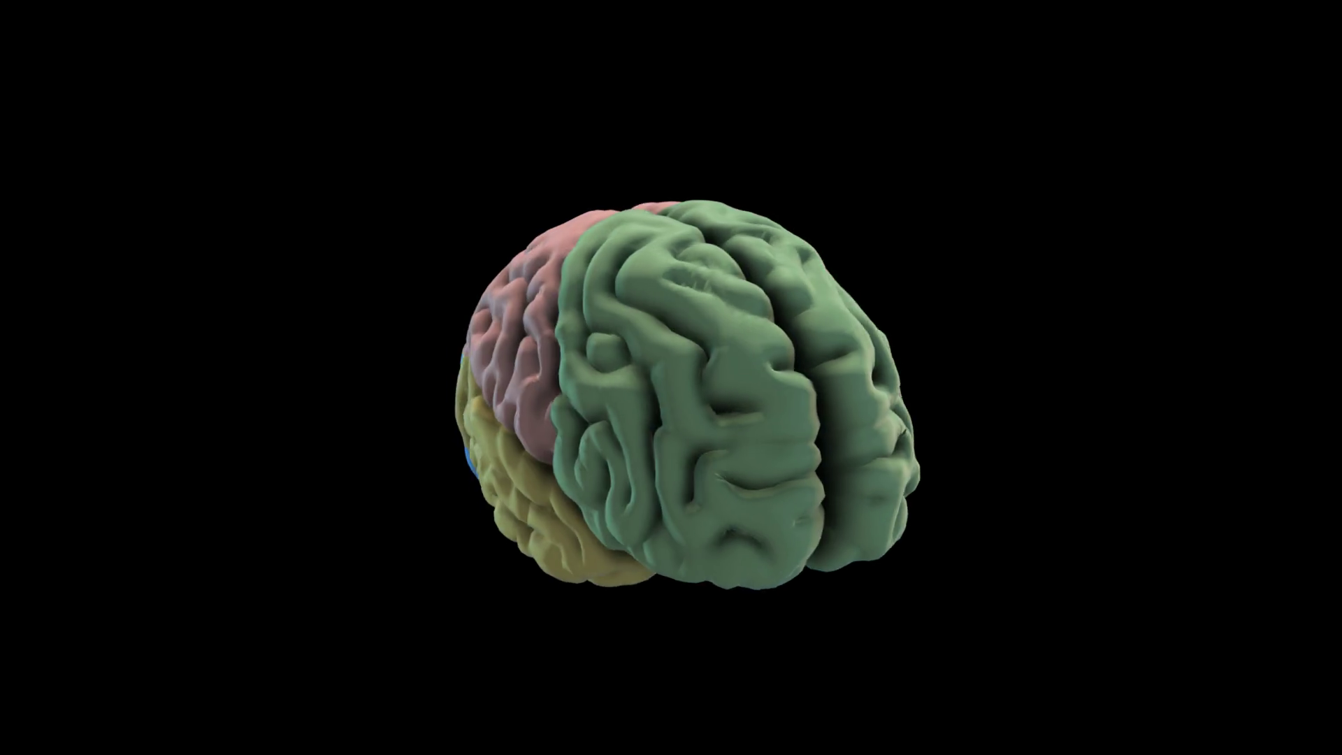 Brain Rotation Loop Background 3d Rendering Stock Motion Graphics Sbv