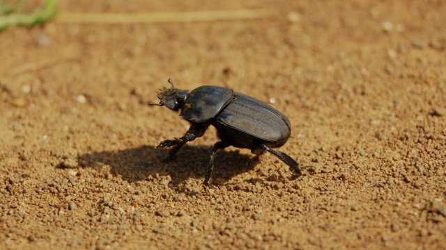 Female Back View Stock Footage: Royalty-Free Video Clips - Storyblocks