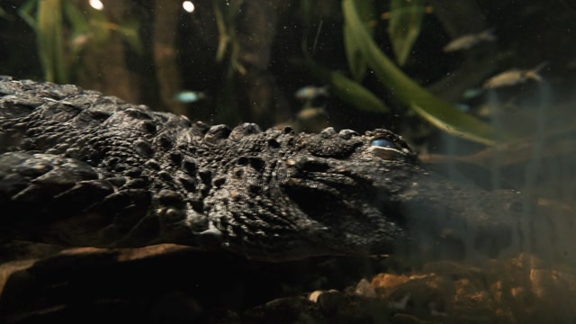 Scales | Animals stock footage - Storyblocks