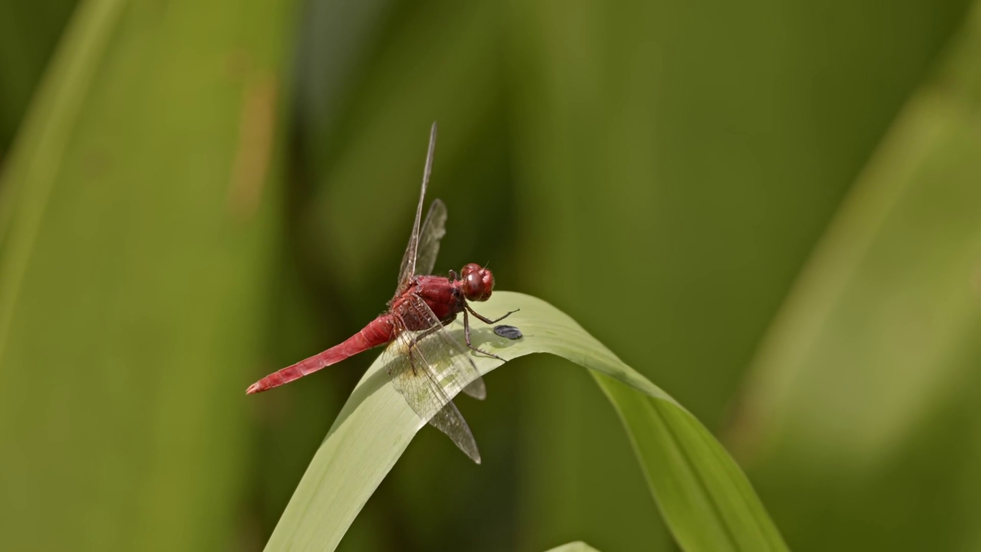 Scarlet Skimmer Crocothemis Servilia Stock Footage SBV-351737744 ...